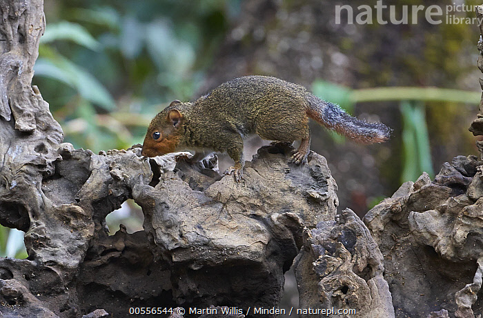 Stock photo of Asian Red-cheeked Squirrel (Dremomys rufigenis ...