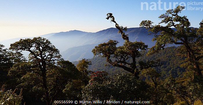 Stock photo of Rhododendron (Rhododendron sp) trees flowering, Mount ...