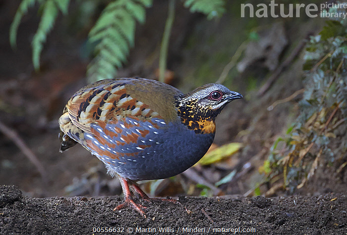Stock photo of Rufous-throated Partridge (Arborophila rufogularis ...