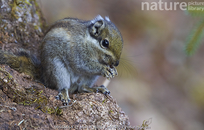 Stock photo of Swinhoe's Striped Squirrel (Tamiops swinhoei) feeding ...