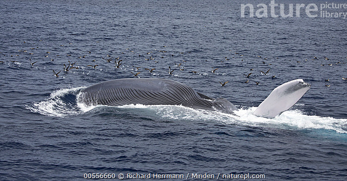 Stock photo of Blue Whale (Balaenoptera musculus) gulp feeding on krill ...