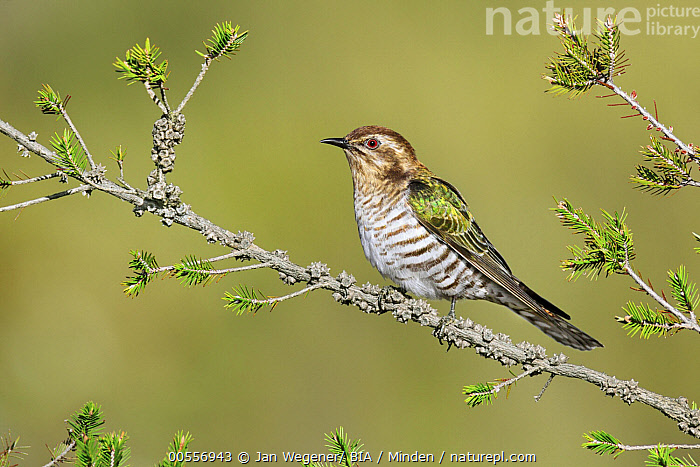 Stock photo of Horsfield's Bronze-Cuckoo (Chrysococcyx basalis ...