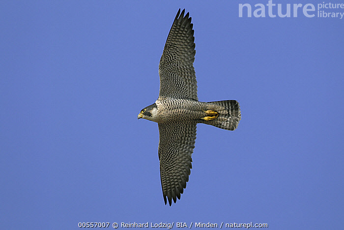 Peregrine Falcon Falco Peregrinus Peregrine Falcon Wikipedia