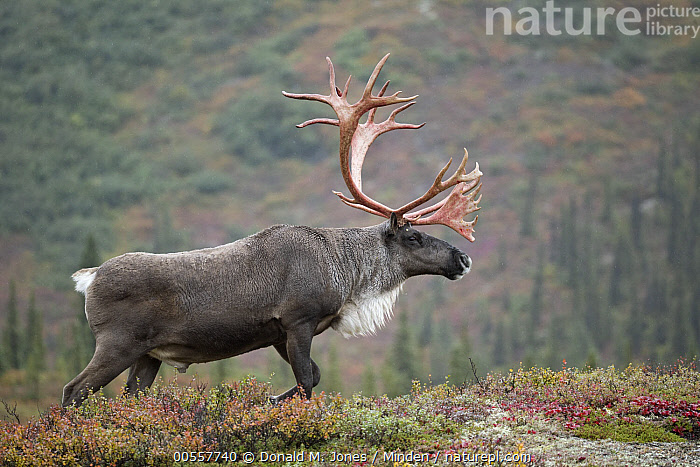Northwestern Wolf vs Barren-ground Caribou - Bestiary