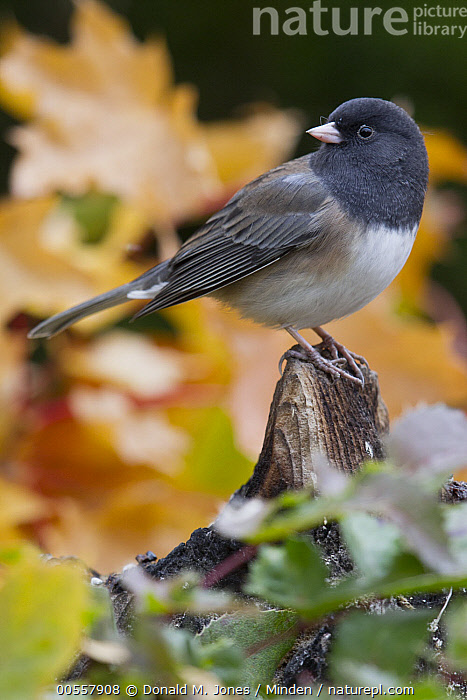 Stock photo of Dark-eyed Junco (Junco hyemalis), western Montana ...
