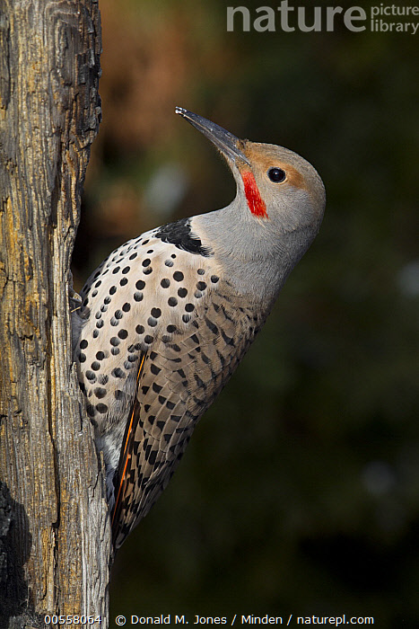 Stock photo of Northern Flicker (Colaptes auratus) male, western ...