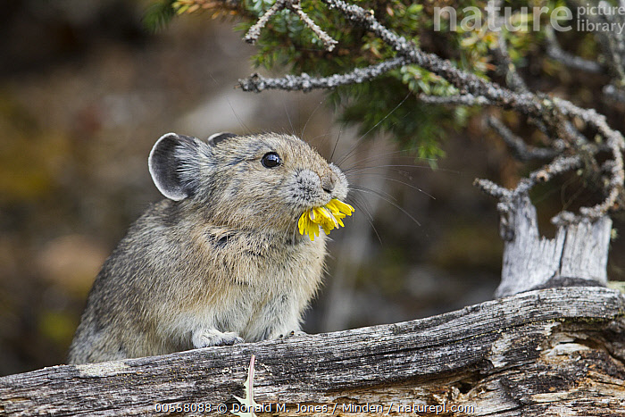 Stock photo of American Pika (Ochotona princeps) feeding on dandelion ...