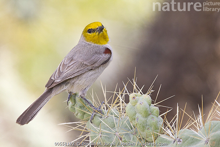 Stock photo of Verdin (Auriparus flaviceps), southern Arizona ...