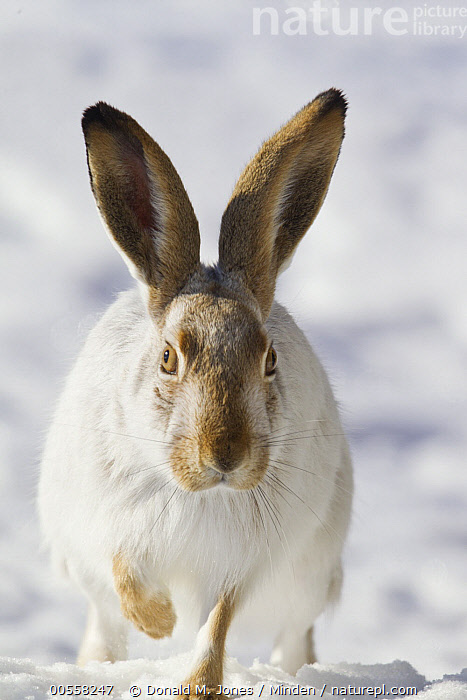 Stock photo of White-tailed Jack Rabbit (Lepus townsendii) in winter ...