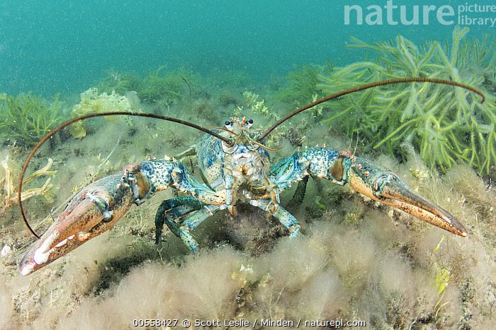 Stock photo of American Lobster (Homarus americanus) in defensive ...