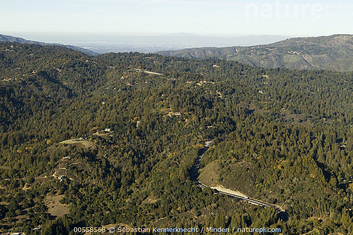 Stock photo of Coniferous forest covering Santa Cruz Mountains ...