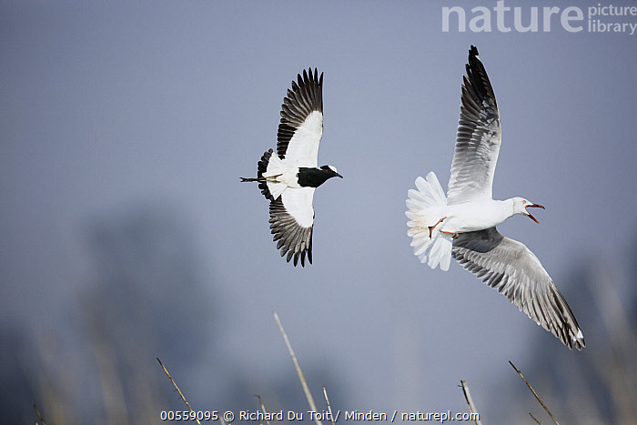 Stock photo of Blacksmith Lapwing (Vanellus armatus) chasing Grey ...