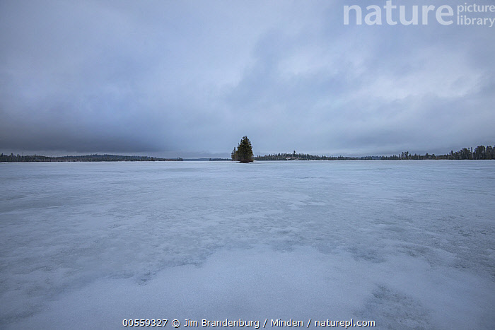 Stock photo of Red Pine (Pinus resinosa) grove in early spring ...