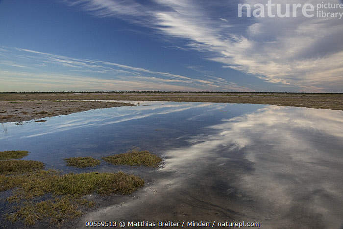 Stock photo of Coastal flats in front of taiga treeline, Hudson Bay ...