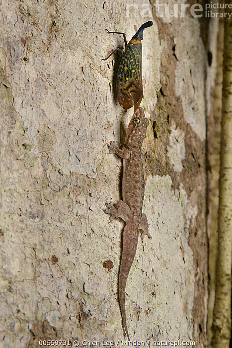 Stock photo of Lantern Fly (Pyrops whiteheadi) with Four-clawed Gecko ...