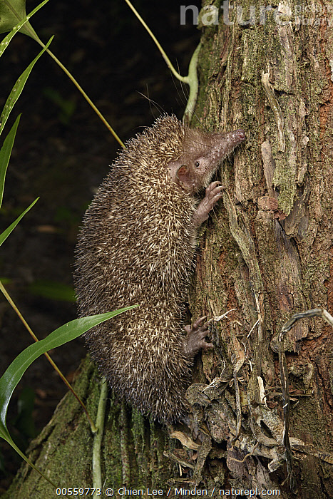 Stock photo of Greater Hedgehog Tenrec (Setifer setosus) climbing tree ...