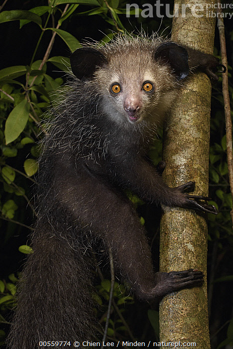 Stock photo of Aye-aye (Daubentonia madagascariensis), Aye-Aye Island ...
