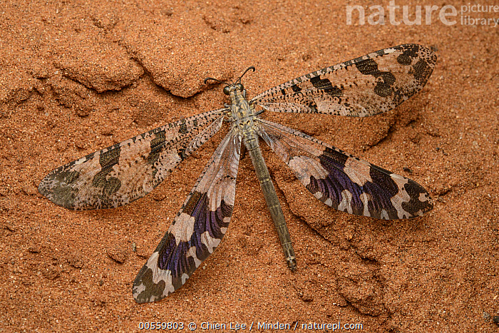 Stock photo of Antlion (Palpares sp), Berenty Private Reserve ...