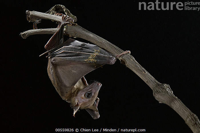 Stock photo of Geoffroy's Rousette (Rousettus amplexicaudatus) bat ...