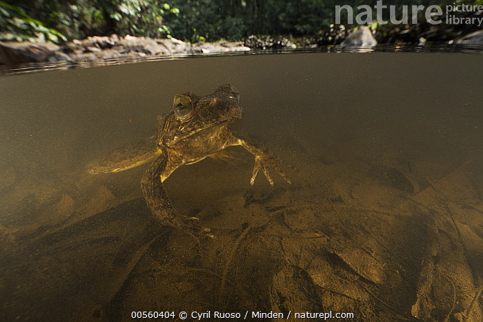 Stock photo of Goliath Frog (Conraua goliath) in river, endangered ...