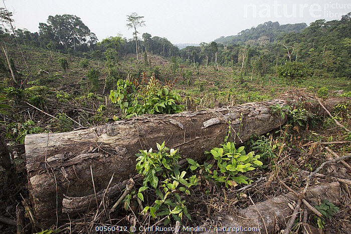 Stock photo of Rainforest clear cut for oil palm plantation, Cameroon ...