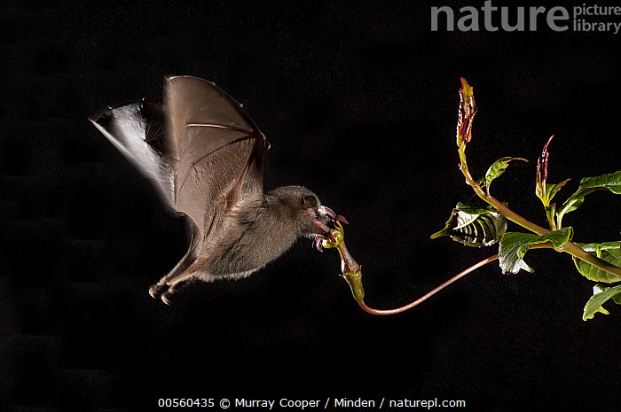 Stock photo of Tube-lipped Nectar Bat (Anoura fistulata) feeding on ...