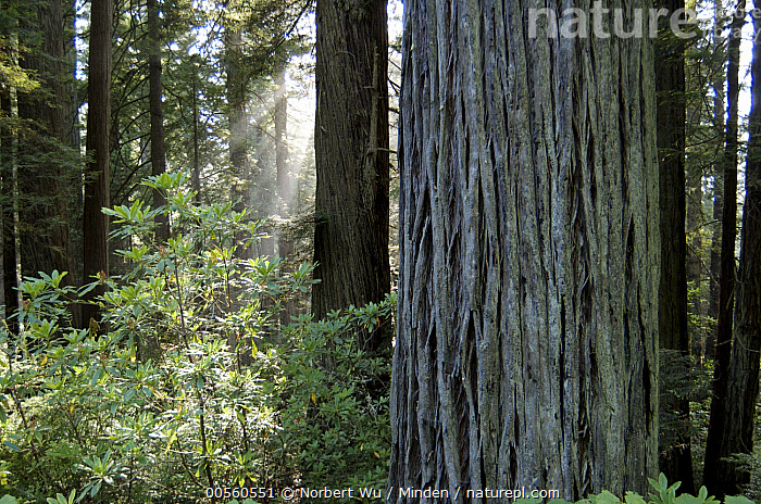 Stock photo of Coast Redwood (Sequoia sempervirens) trees near ...