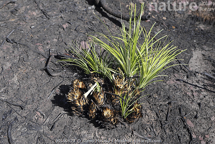 Stock photo of Bear Grass (Xerophyllum tenax) roots re-growing two ...