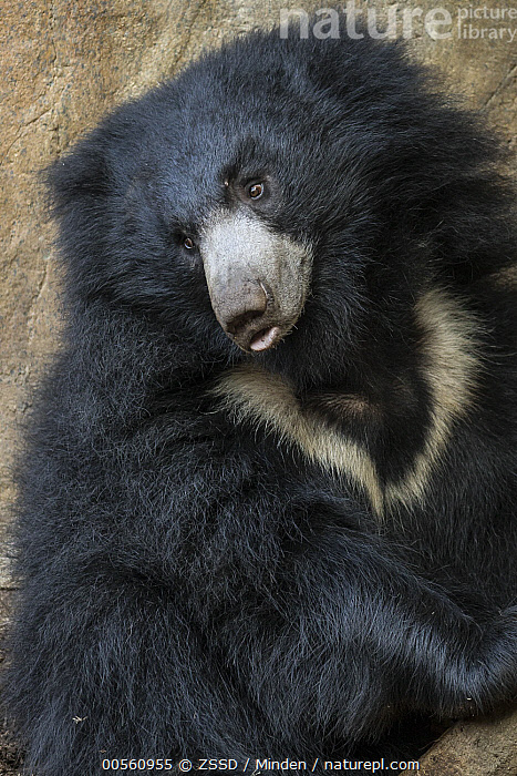Stock photo of Sloth Bear (Melursus ursinus), San Diego Zoo, California ...