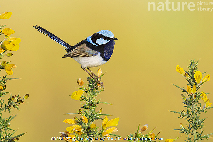 Stock photo of Superb Fairywren (Malurus cyaneus) male, Victoria ...