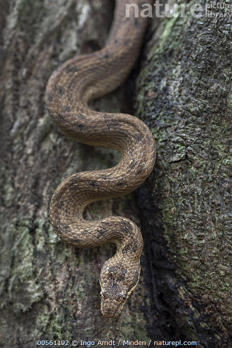 Stock photo of Dusky Dwarf Boa (Tropidophis melanurus) in tree, Vinales ...