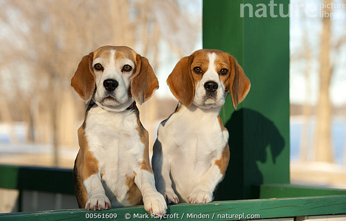 Stock photo of Beagle (Canis familiaris) pair. Available for sale on ...