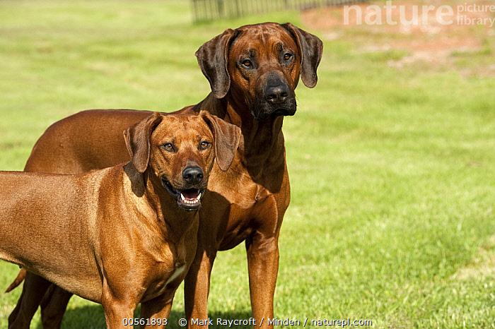 Stock photo of Rhodesian Ridgeback (Canis familiaris) male and female ...