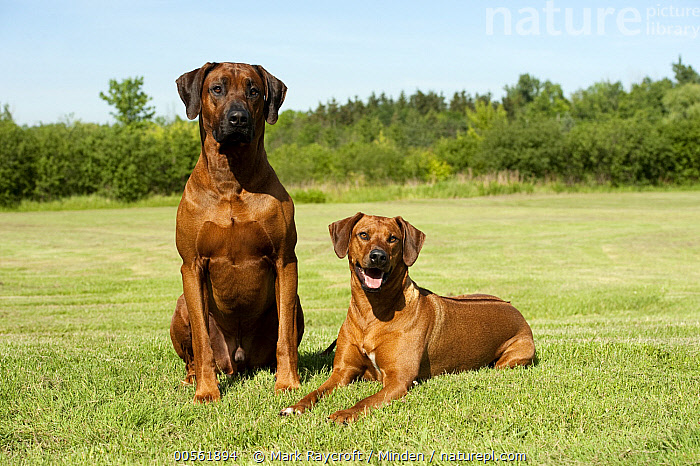 Stock photo of Rhodesian Ridgeback (Canis familiaris) male and female ...