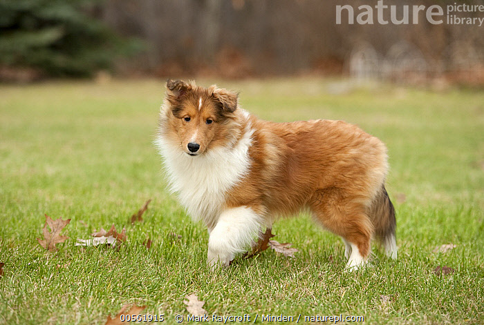 Stock photo of Shetland Sheepdog (Canis familiaris) puppy. Available ...