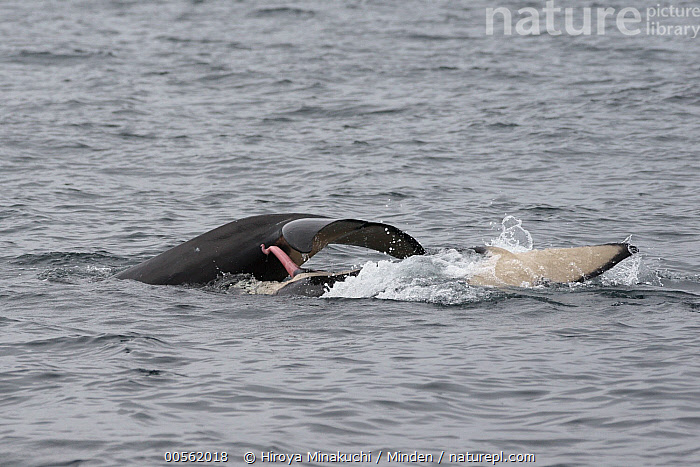 Stock photo of Orca (Orcinus orca) pair mating, Hokkaido, Japan ...
