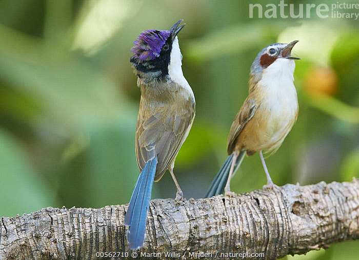 Purple Crowned Fairy Wren