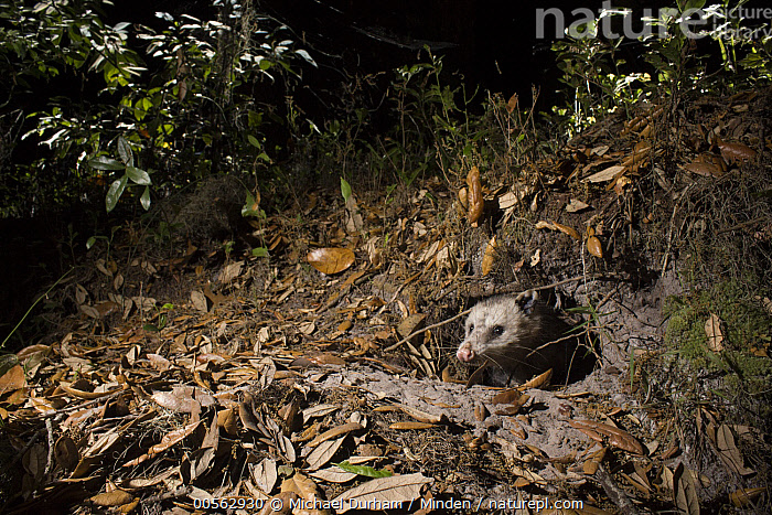 Stock photo of Virginia Opossum (Didelphis virginiana) emerging from ...