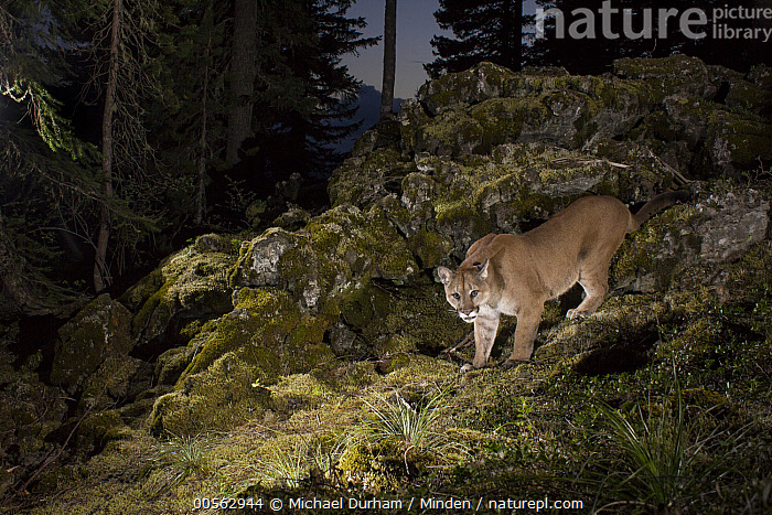 Stock photo of Mountain Lion (Puma concolor) at night, Washingon ...