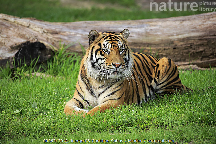 Stock photo of Sumatran Tiger (Panthera tigris sumatrae) male, Miami ...