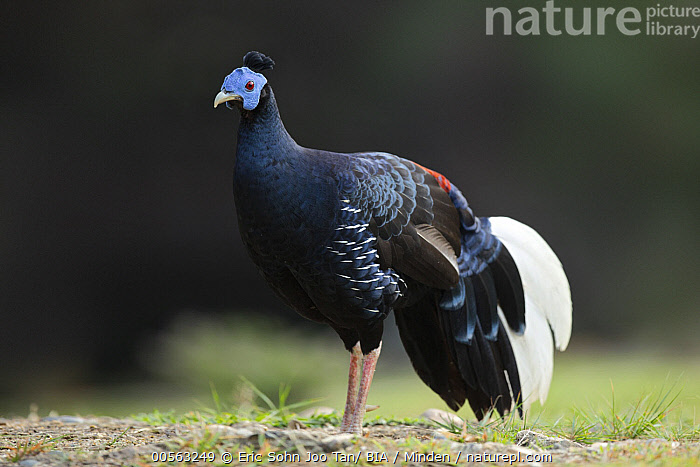 Stock photo of Crested Fireback (Lophura ignita) male, Pahang, Malaysia ...