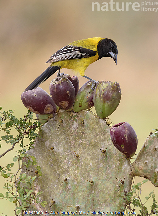 Stock photo of Audubon's Oriole (Icterus graduacauda) on cactus, Texas ...