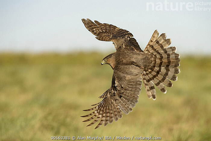 Stock photo of Cooper's Hawk (Accipiter cooperii) female flying, Texas ...