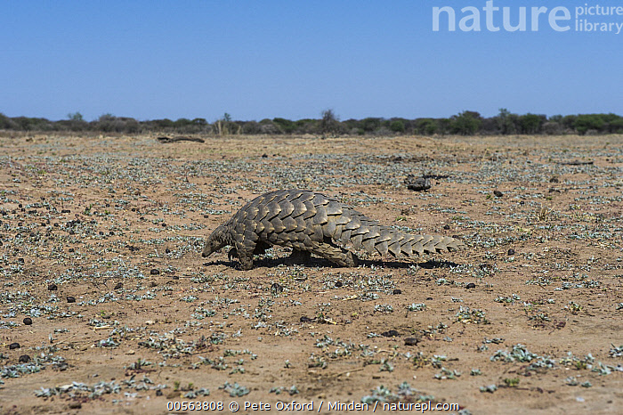 Stock photo of Cape Pangolin (Manis temminckii), Limpopo, South Africa ...