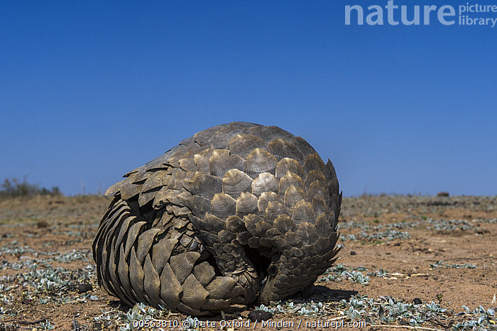 Stock photo of Cape Pangolin (Manis temminckii) rolling up into ...