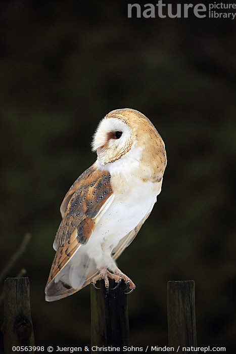 Stock photo of Barn Owl (Tyto alba), Zdarske Vrchy, Bohemian-Moravian ...