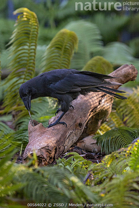 Stock photo of Hawaiian Crow (Corvus hawaiiensis) using stick tool to ...