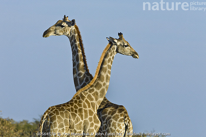 Stock photo of Angolan Giraffe (Giraffa giraffa angolensis) male and ...