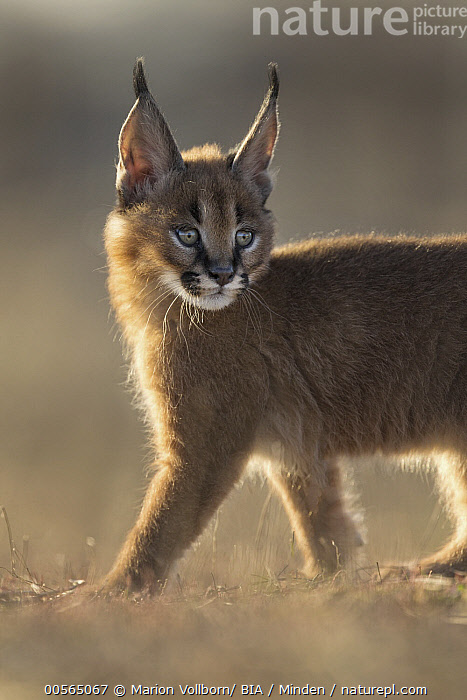 Stock photo of Caracal (Caracal caracal) cub, native to Africa and Asia ...
