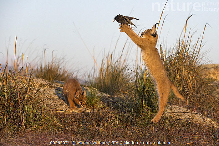 Caracal Cat Hunting